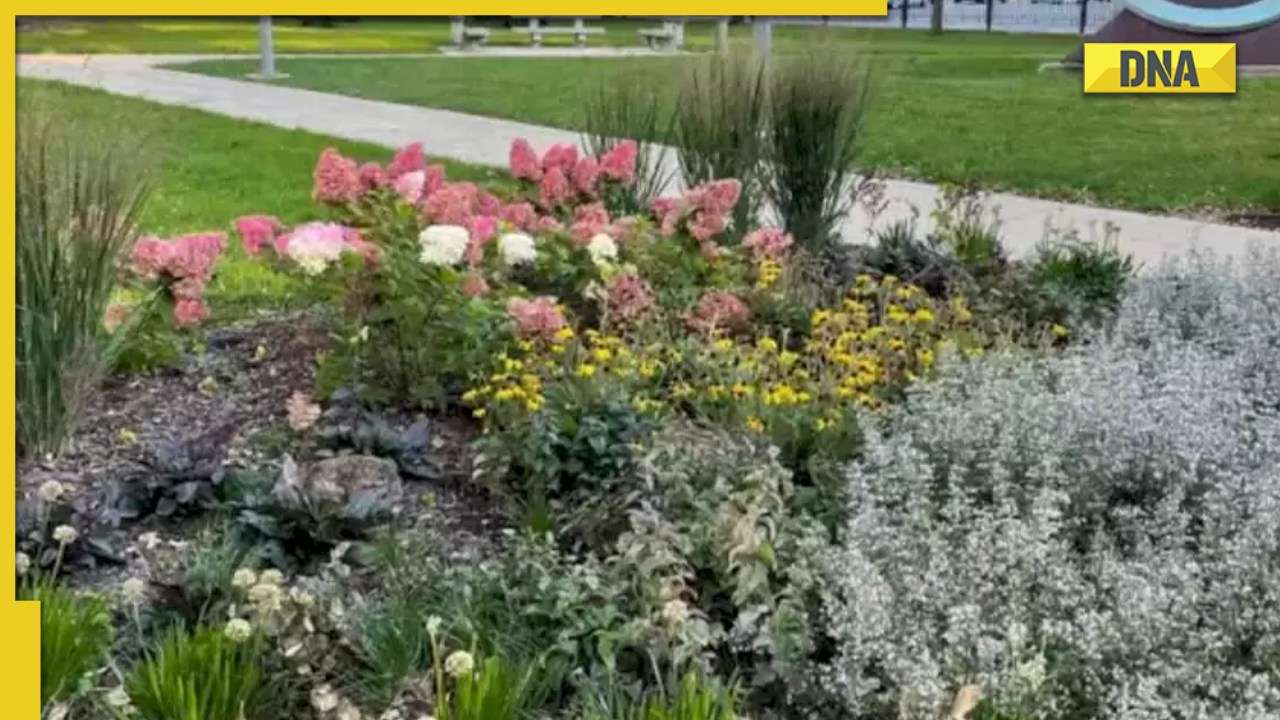 Optical illusion: Only 3% people can spot hidden rabbit in THIS pic