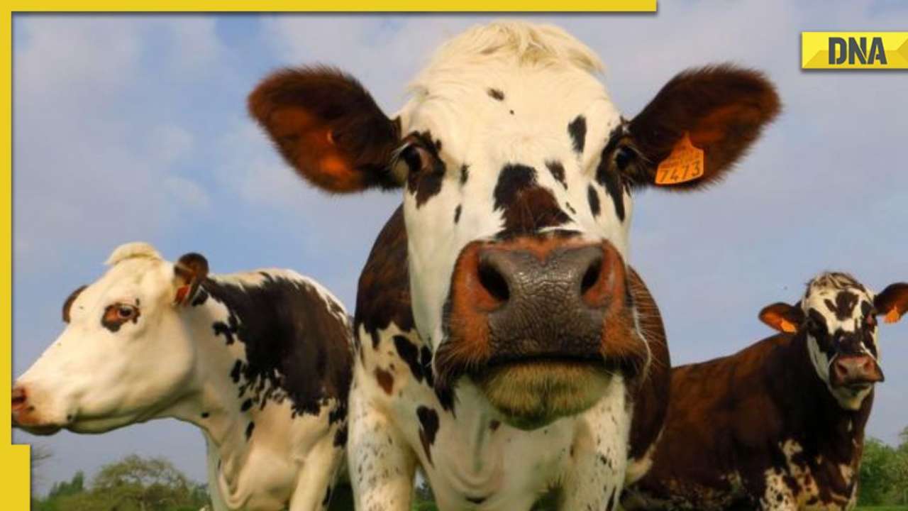 China claims cloning 'super cows' that can produce 1.7 times more milk