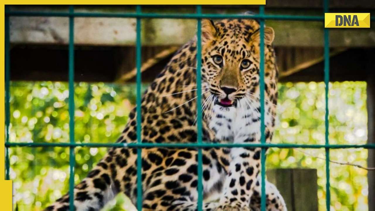 Ghaziabad news: Several injured as leopard enters district court premises