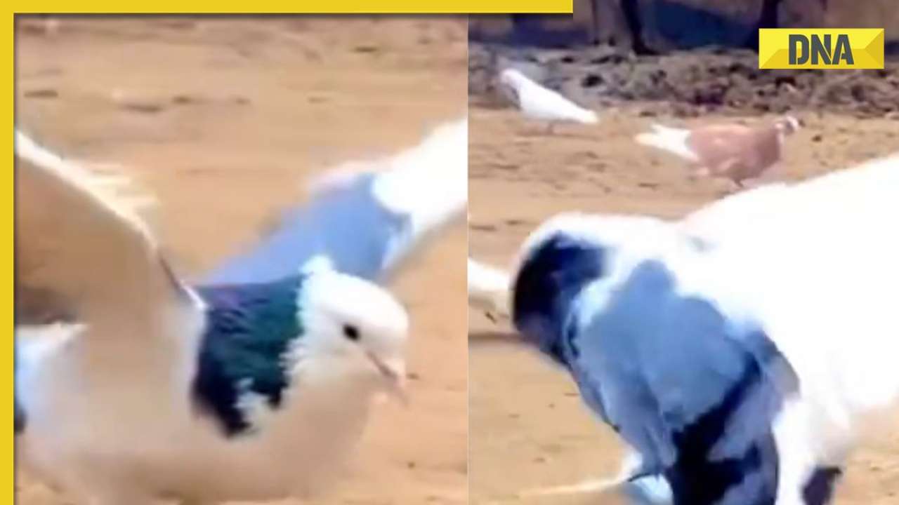 'Pigeon version of moon walk': Viral video of pigeon performing ...