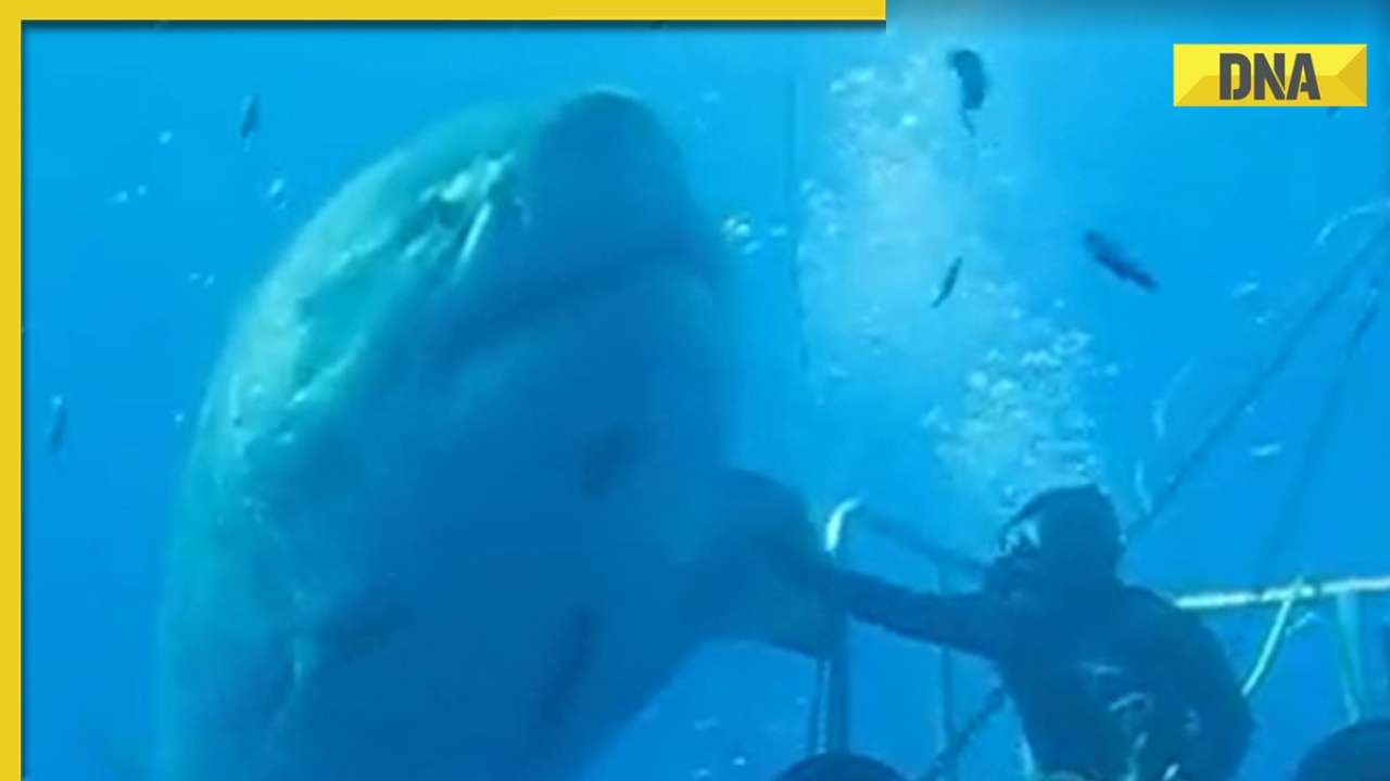 Watch: Old video of man meeting shark goes viral again, netizens call ...