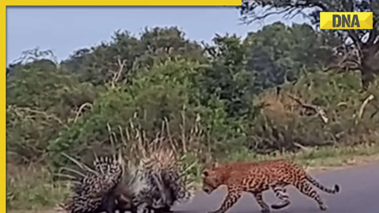 'Z Class Security': Porcupine parents protect babies from deadly ...