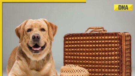 Labrador, Dalmatian, golden Retriever and more: List of most popular ...