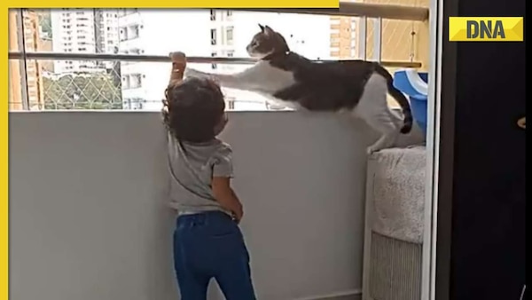 Intelligent cat stops toddler from grabbing balcony railings, viral ...