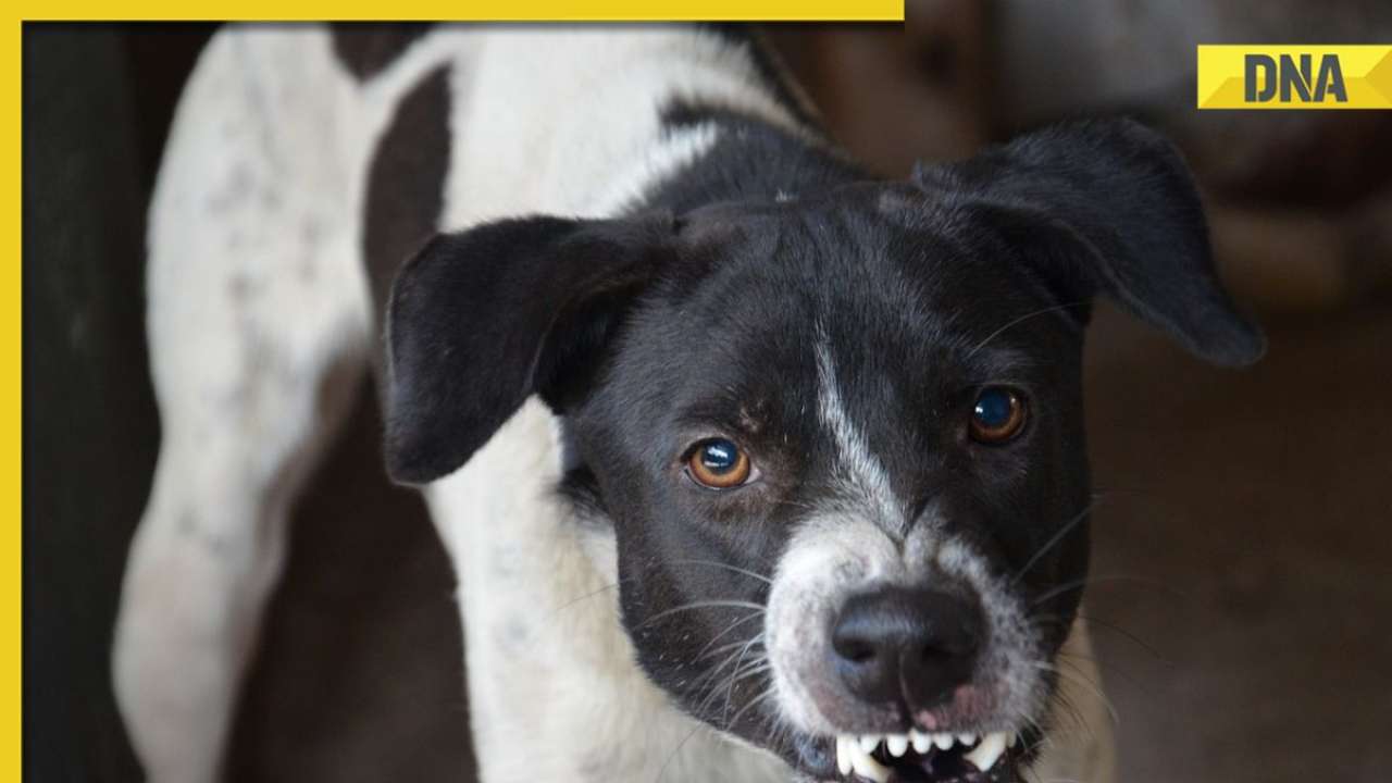 Rajasthan: Another 'stray dog killing child' incident comes to light ...