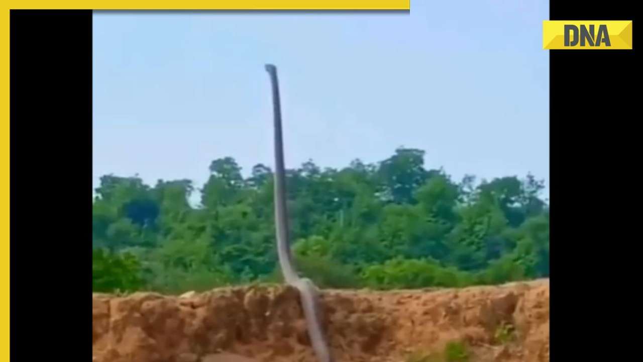 King Cobra Standing King Cobra (Wild Animals By Papo) – Animal Toy