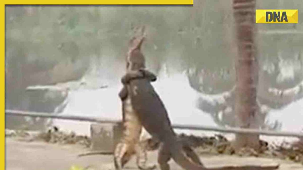 Viral video of two reptiles fighting while standing up stuns netizens ...