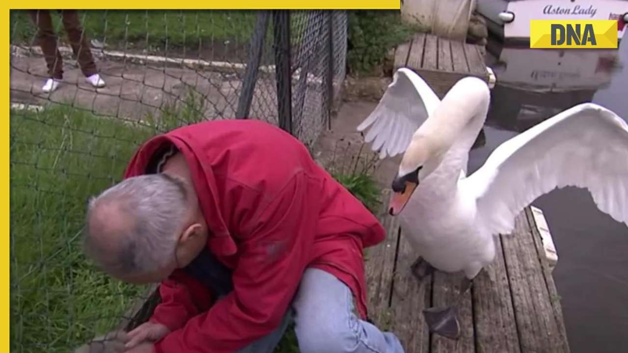 Man gets attack by angry mama swan while saving its baby, adorable ...