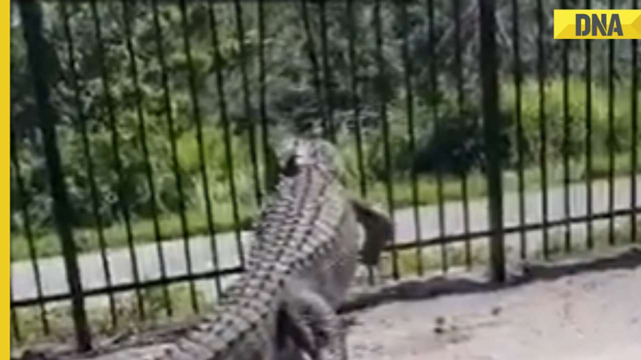 Massive alligator bends metal fence like a paper, spine-chilling viral ...