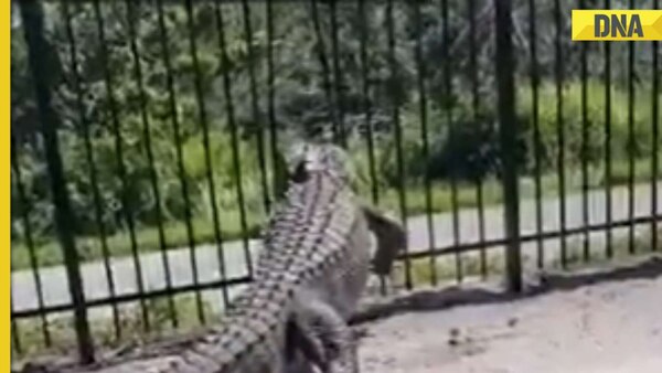 Massive alligator bends metal fence like a paper, spine-chilling viral ...