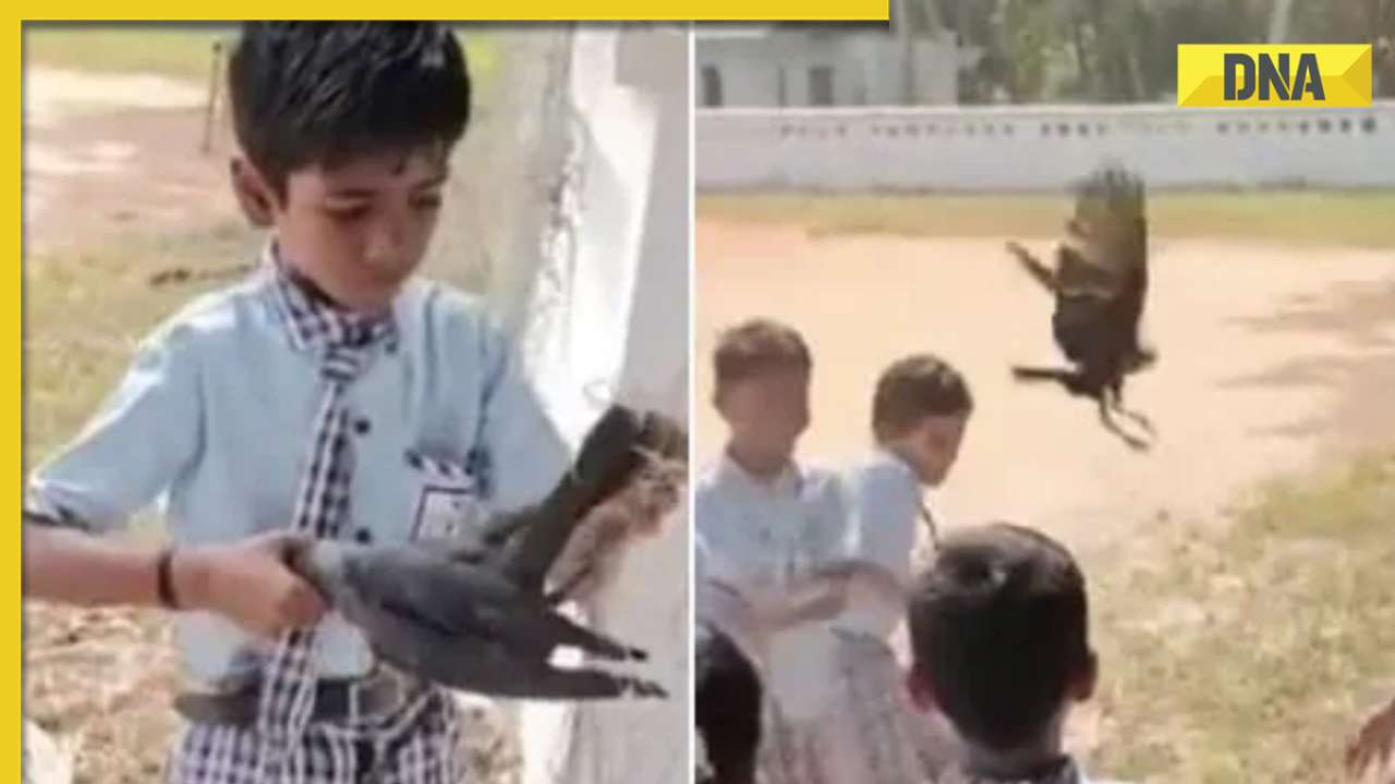 Schoolboy saves a crow stuck in a net, viral video wins hearts