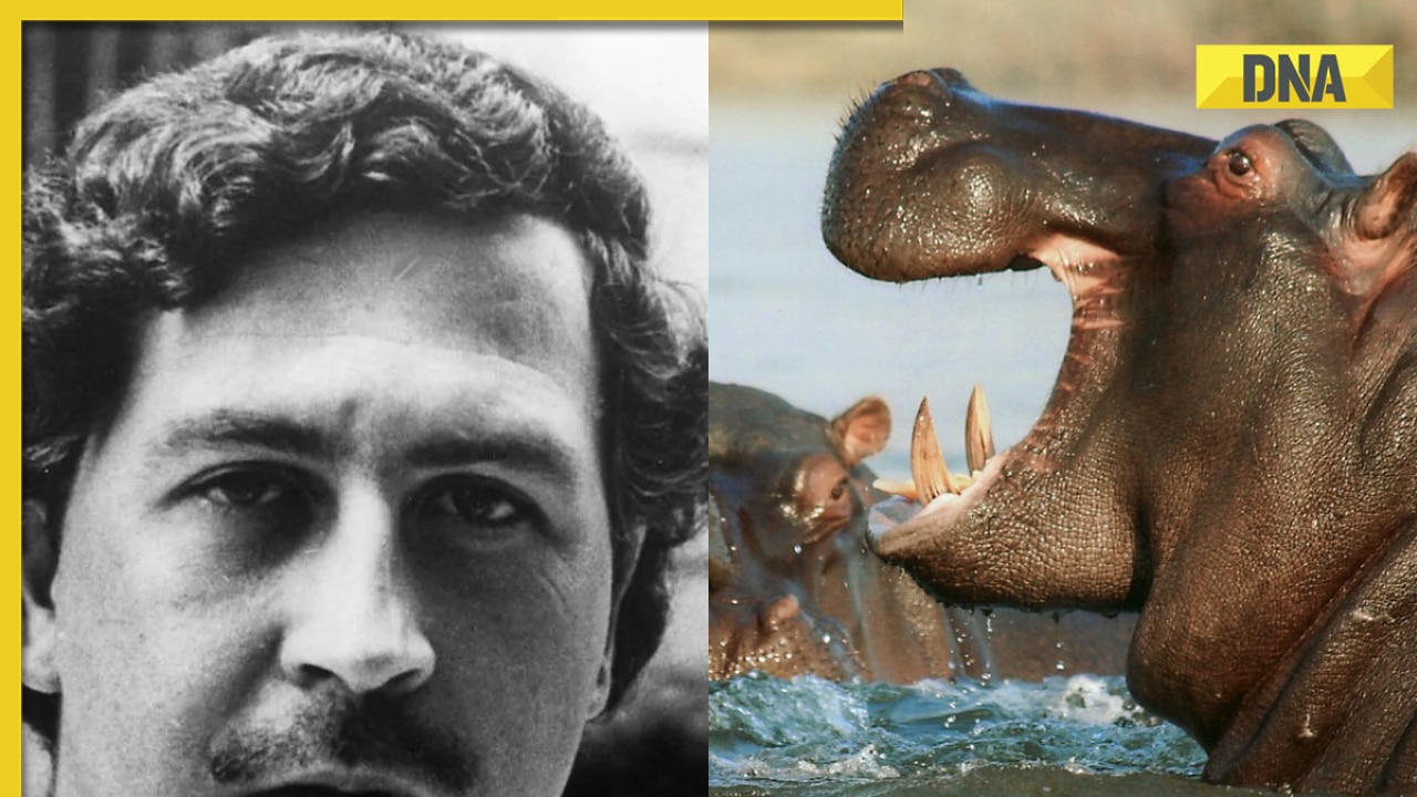 Drug lord Pablo Escobar’s ‘cocaine hippos’ to be shipped to India, what ...
