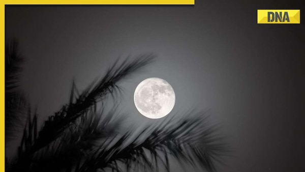 Holi Full Moon: ‘Falgun Purnima’ to ‘Worm Moon’, know names ...