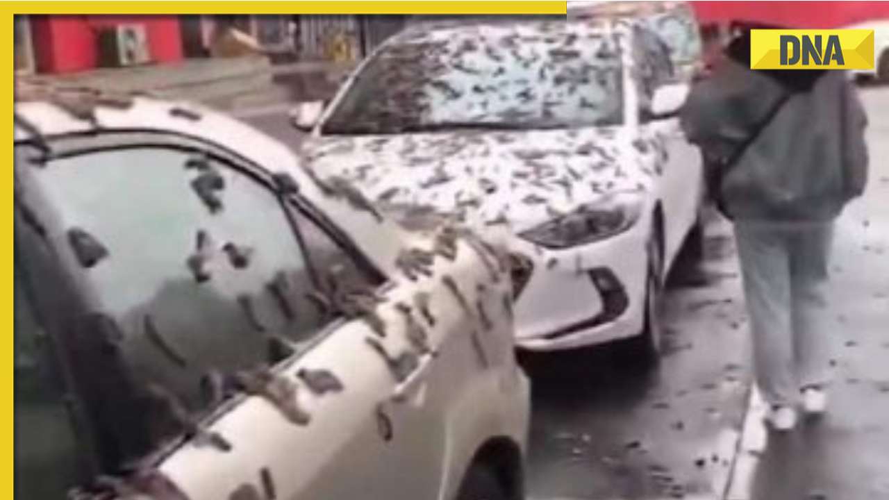 It's raining worms in China? Viral video from Beijing leaves netizens ...