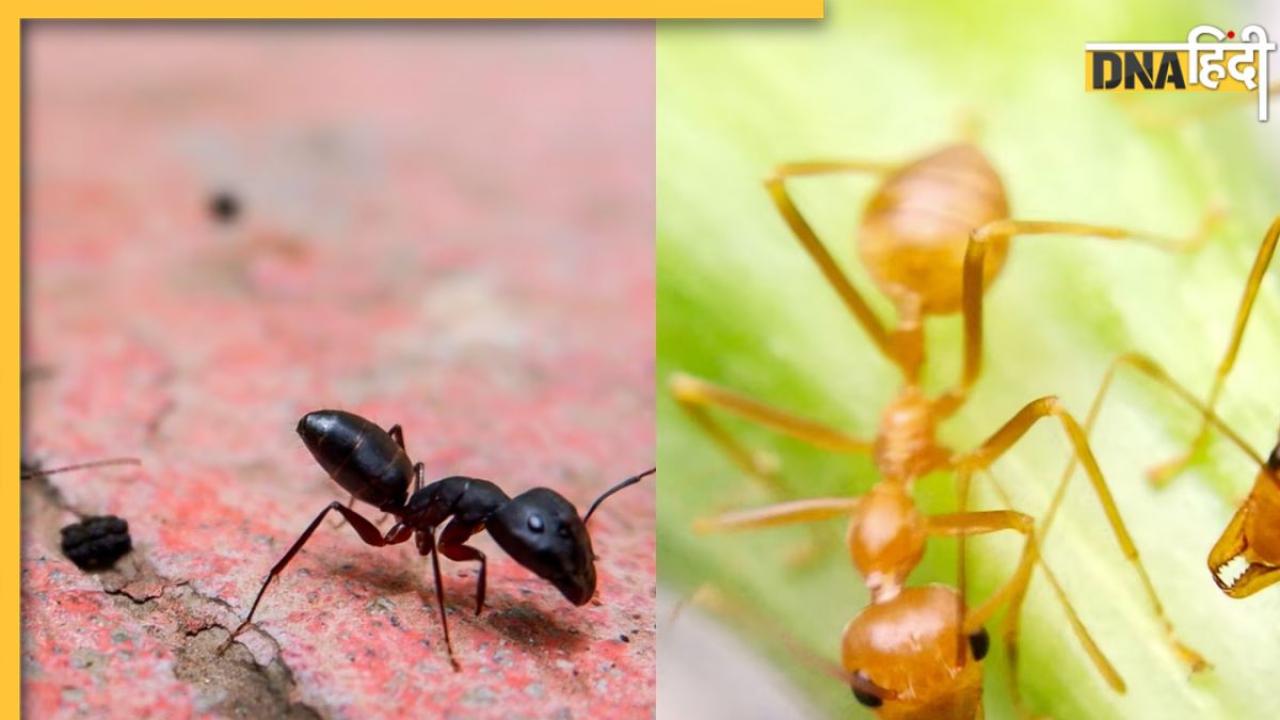 Astro Tips For Ant Latest News and Updates in Hindi – Astro Tips For ...