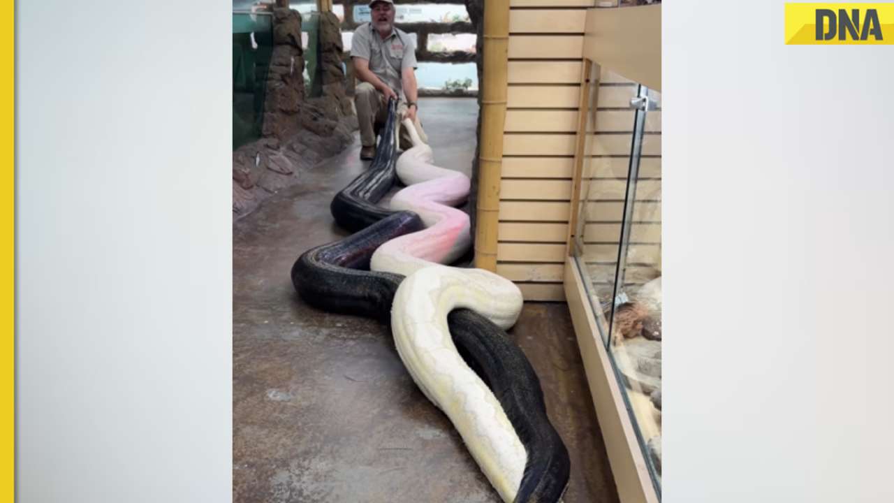 Man tries to pull two gigantic pythons with their tail, viral video ...