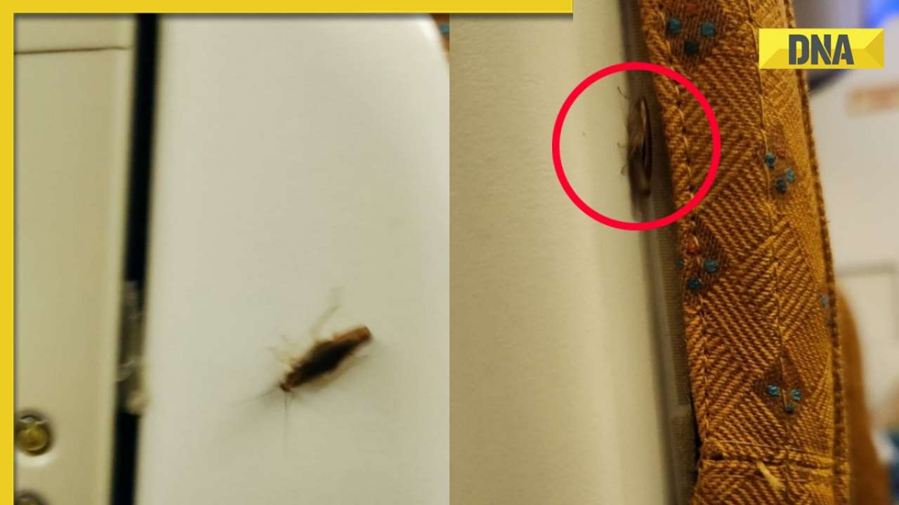 'Cockroaches, broken seats': UN official lambasts Air India over New ...