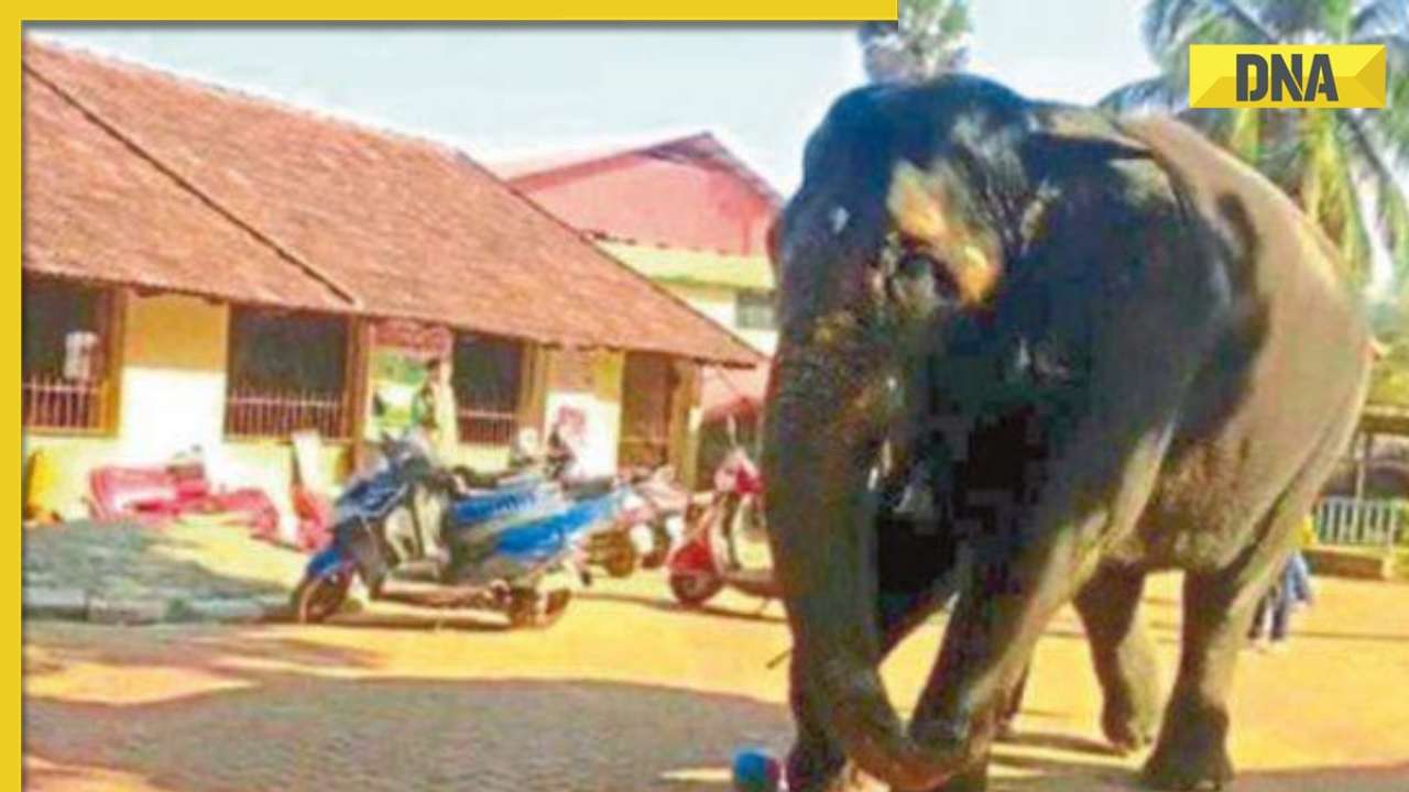 Elephant plays with football at Karnataka's temple, viral video melts ...
