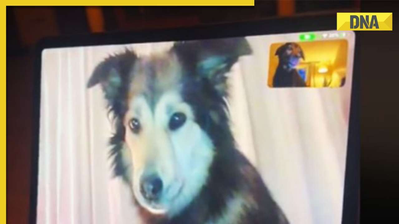 Dog recognizes friend on video call, viral video shows its priceless ...