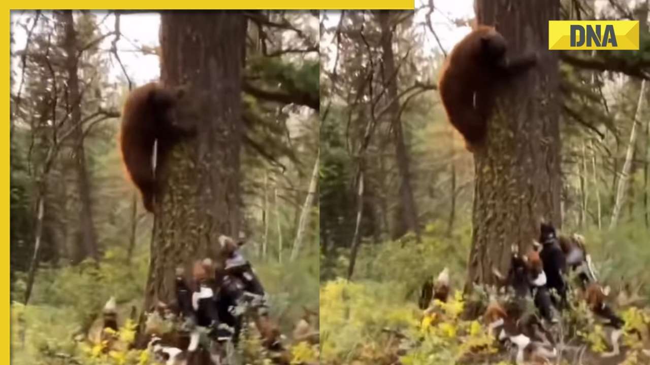 'Dog 1, Bear 0' :Pack of dogs chases away a mighty bear, video goes viral