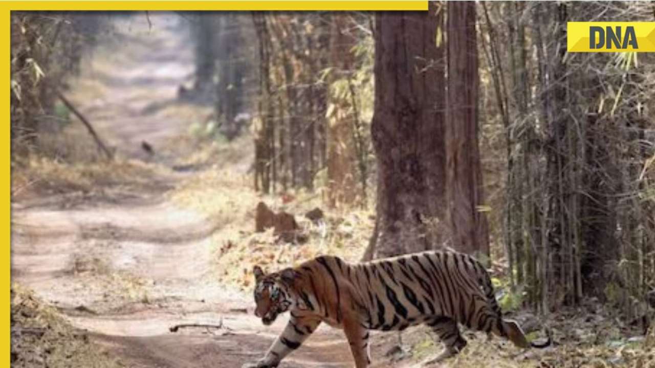 50 years of Project Tiger: Why mega tiger event is happening in Mysuru ...