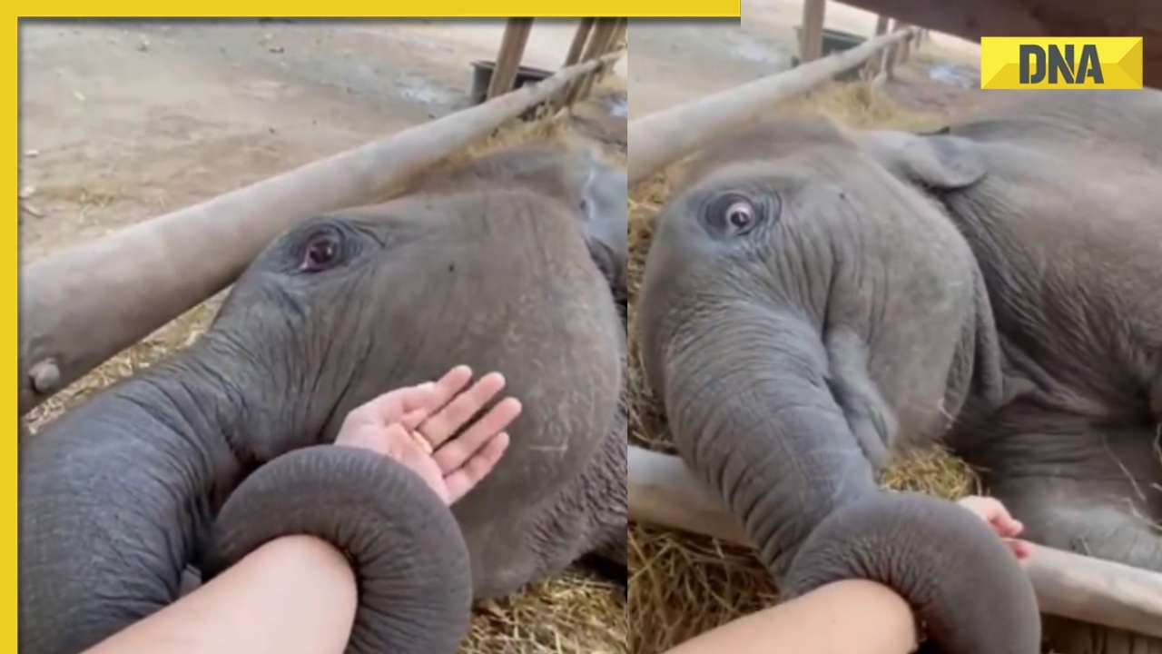 Viral video of baby elephant holding its caretaker's hand while dosing ...