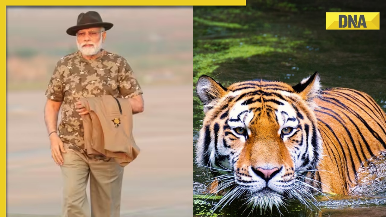 What is Project Tiger? How many tigers are there in India: Know PM Modi ...