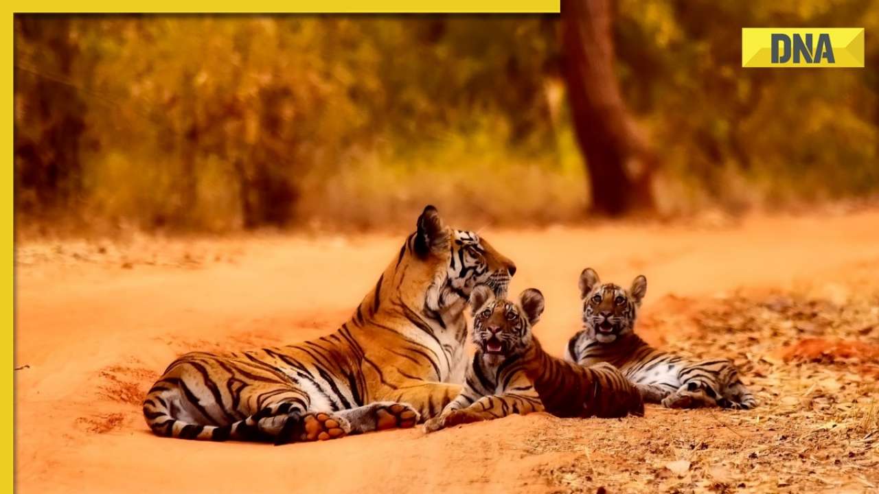 Success story: How India went from 1,411 to 3,167 tigers in 16 years