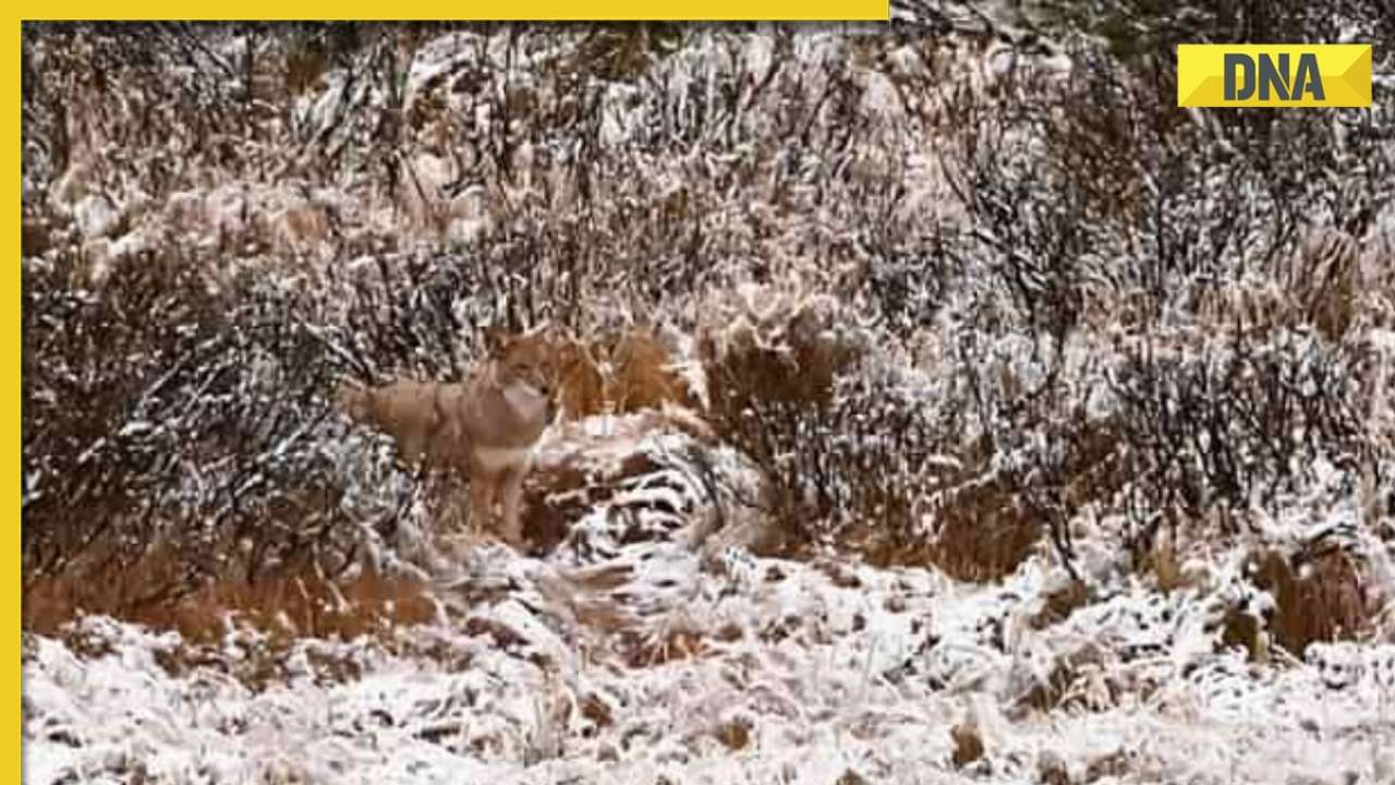 Optical illusion: We need your help to spot hidden wolf in THIS image