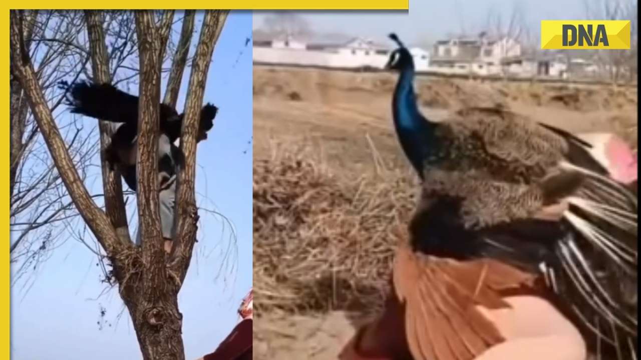 Woman tries to steal peacock’s eggs, viral video shows what happened next