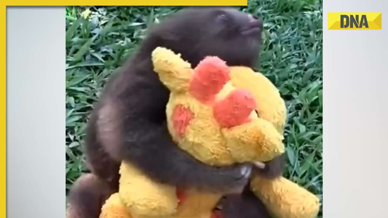 Viral video of baby sloth cuddling with its new friend melts hearts online