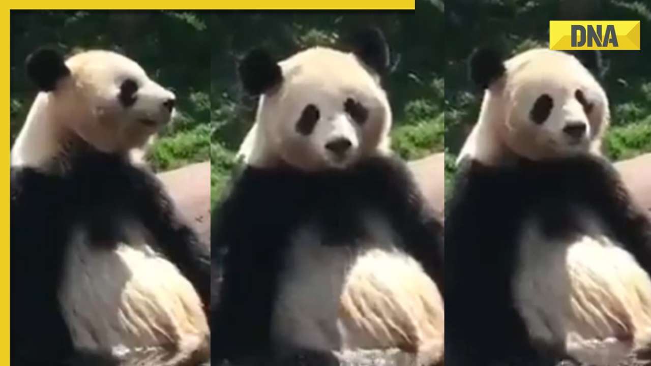 Viral video of panda enjoying its bath time is too cute to miss, watch