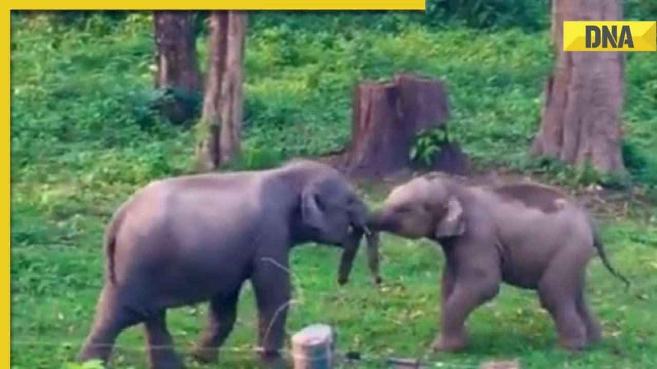 IFS officer shares cute video of two baby elephants fighting, viral ...