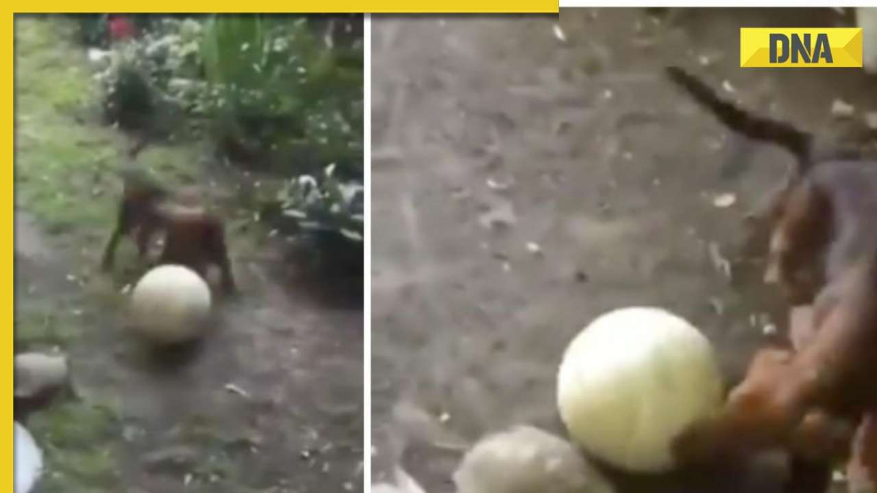 This video of turtle playing football with dog is totally aww-dorable ...