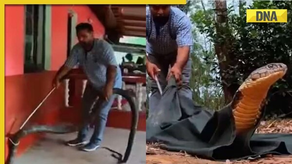 Man rescues massive king cobra with bare hands, viral video shocks internet