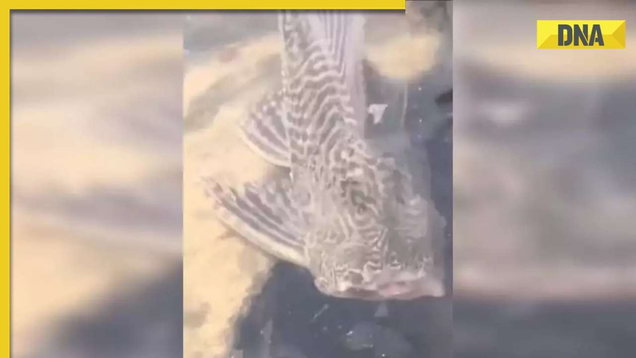 ‘Headless’ fish swims in pond, viral video will send shivers down your ...