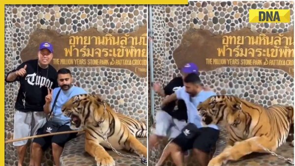 Viral video: Men try to click picture with tiger, then this happens