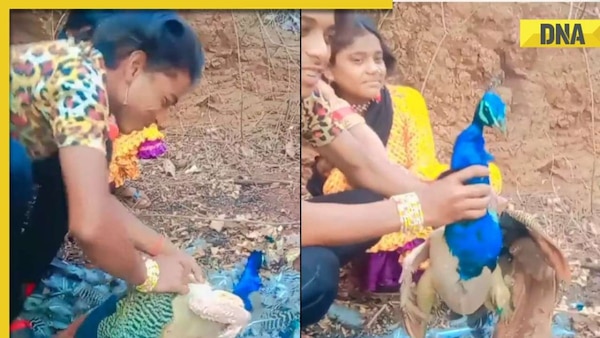 Man brutally plucks feather off peacock leading to its death, viral ...