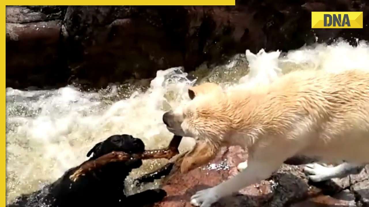 Dog saves its pal from drowning in river, viral video divides internet