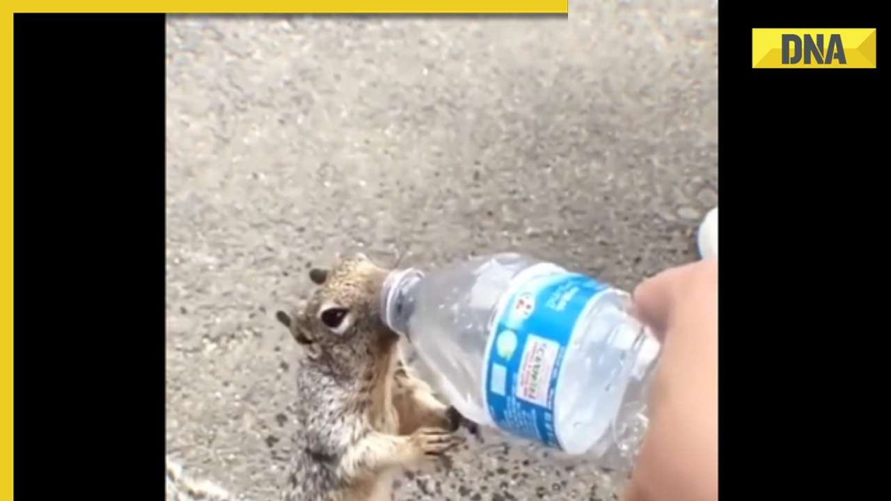 Thirsty squirrel approaches human for water, viral video melts hearts