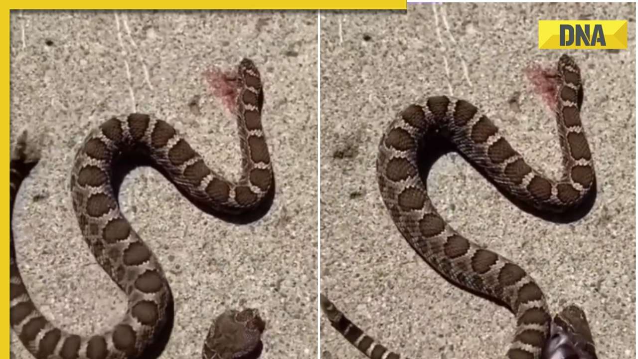 Viral video sends chills as decapitated snake bites its own body, watch