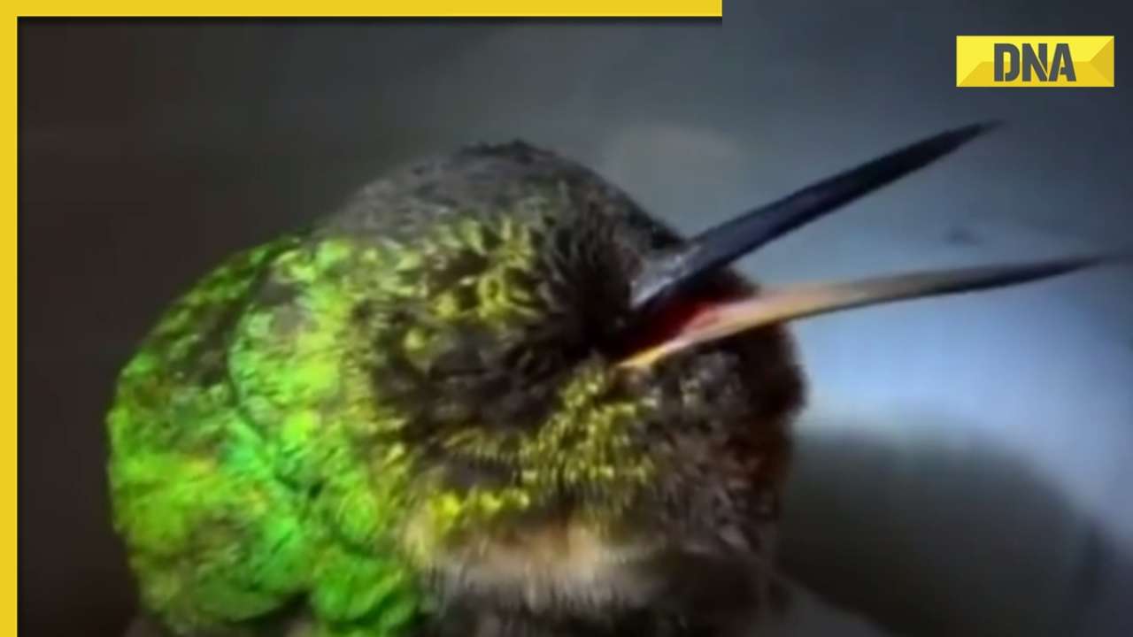 Sleeping Hummingbird