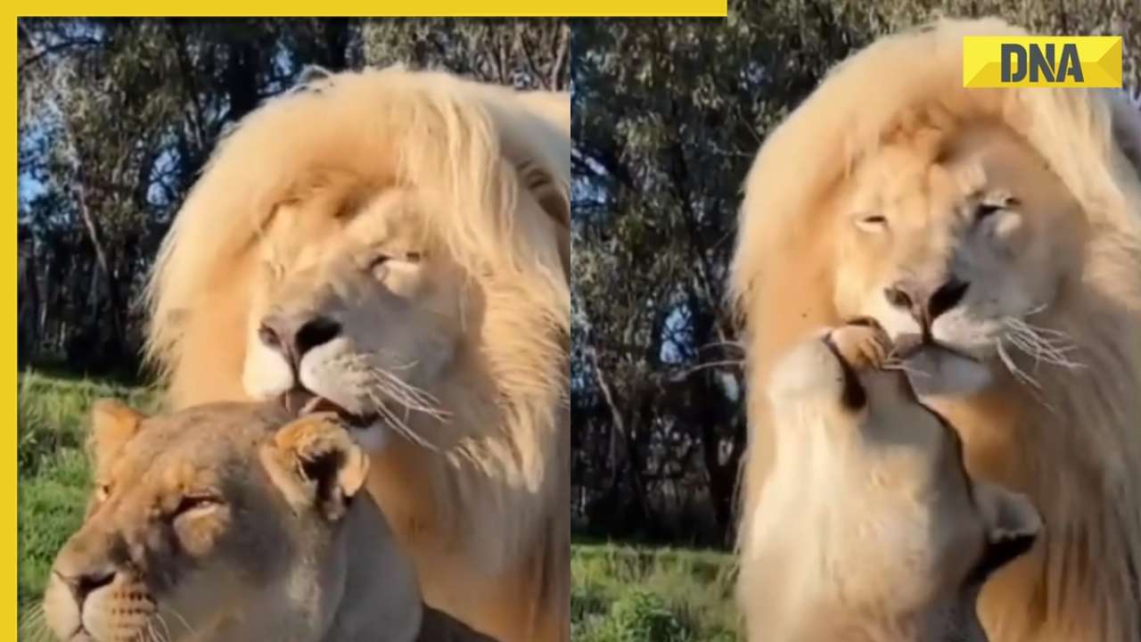 Viral video of white lion's adorable cuddle with lioness will make you ...