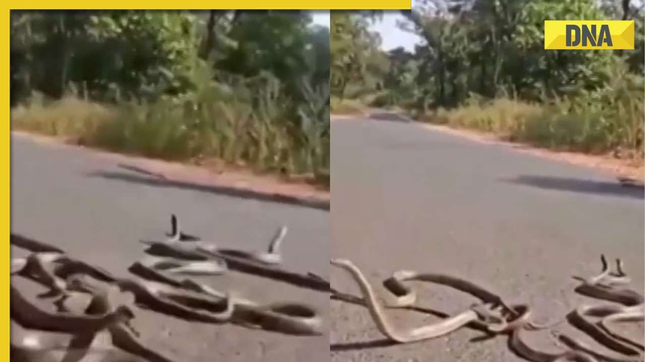 Video of 10 King Cobra snakes indulging in 'romantic dance' goes viral ...
