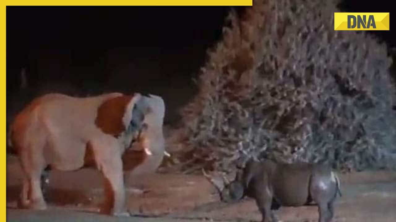 Elephant Vs Rhino Video Disney's Animal Kingdom Announces 3 Rhinos Are