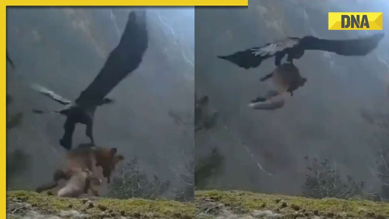 Jaw-dropping moment: Majestic eagle hunts and flies away with fully ...