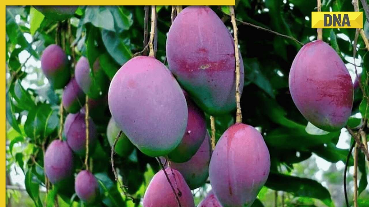 World's most expensive mango 'Miyazaki' shines at Siliguri Mango ...