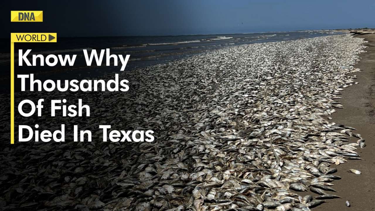 Thousands of dead fish wash up on Texas' Bryan beach, know reason here