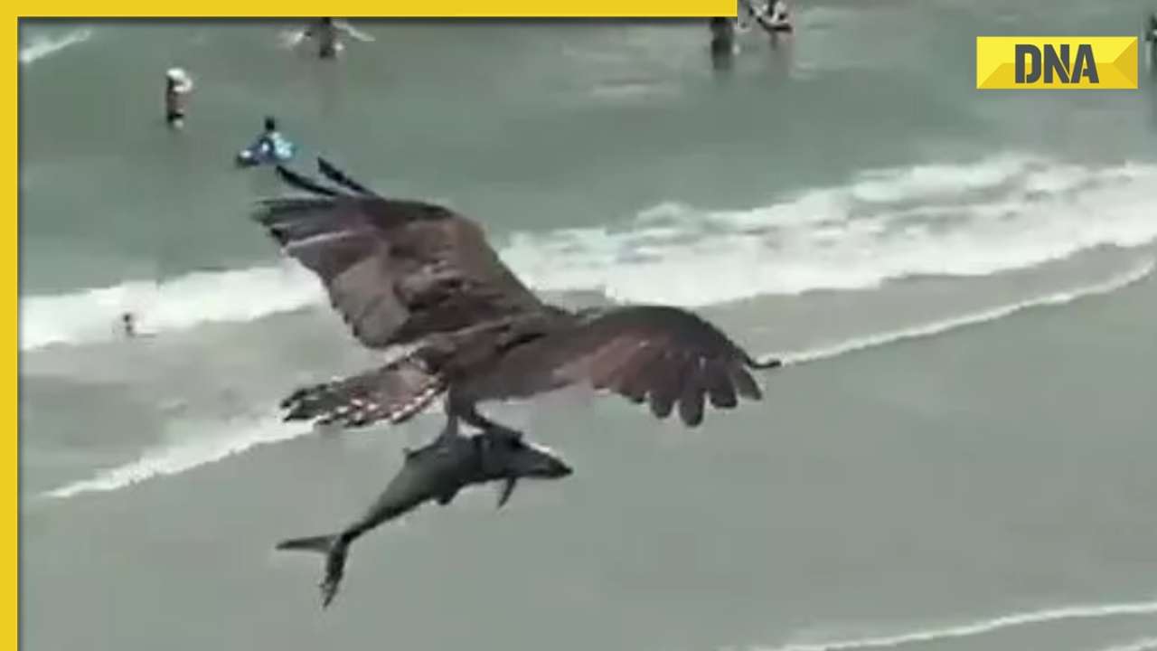 Video of bird carrying shark-like fish resurfaces, internet is stunned
