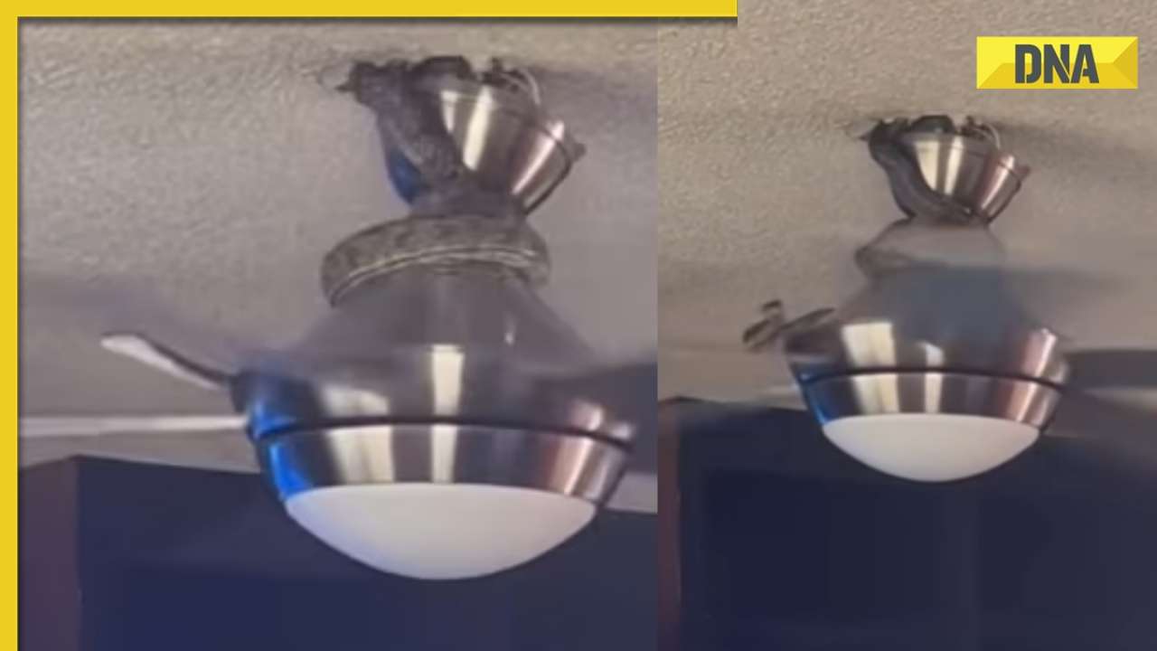 Snake emerges from ceiling gap, viral video terrifies internet
